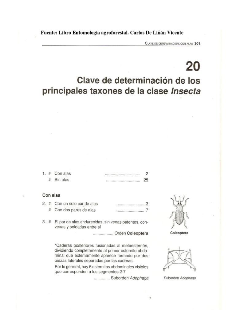 Claves Determinacion Insectos | PDF | Salud y bienestar | Tecnología