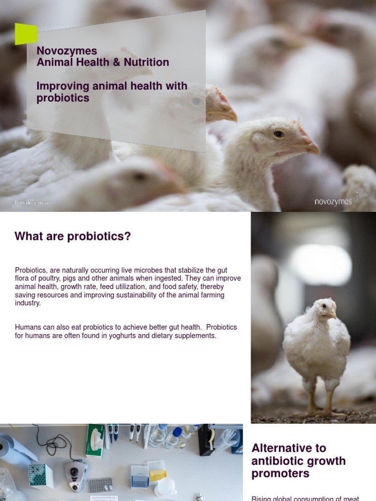 Novozymes Probiotics for Animal Health | PDF | Technology & Engineering