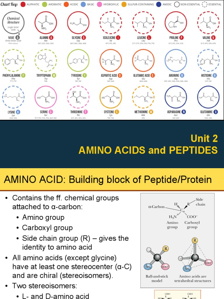 Unit 2 Amino Acids and Peptides | PDF | Amino Acid | Amine