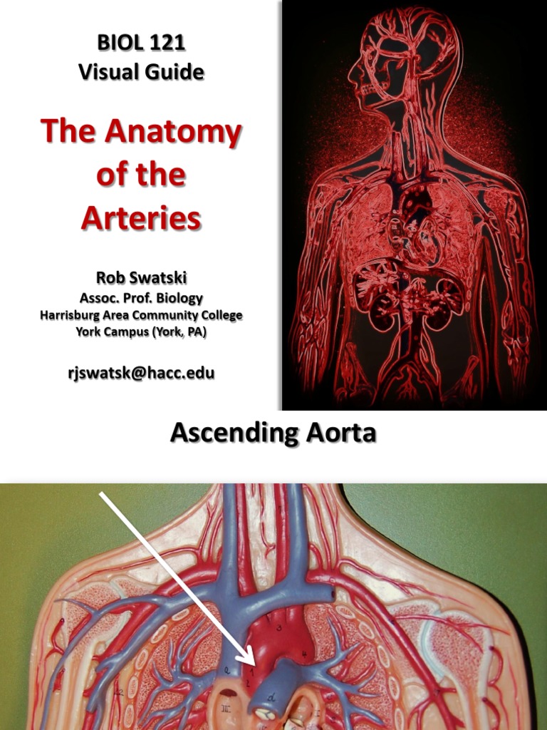The Anatomy of The Arteries: BIOL 121 Visual Guide | PDF | Sports | Chess