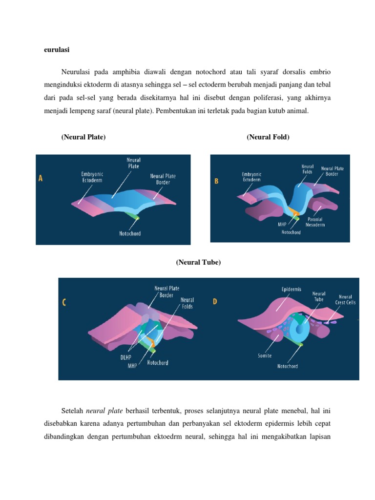 Proses Neurulasi | PDF