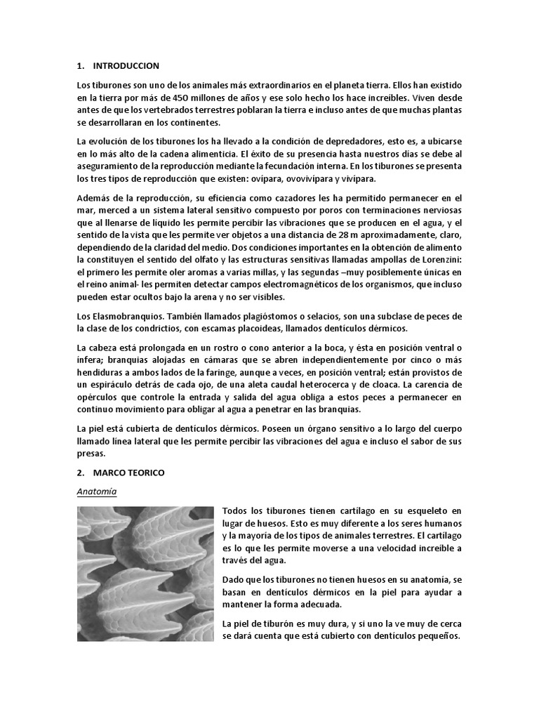 Tollo | PDF | Tiburones | Pescado
