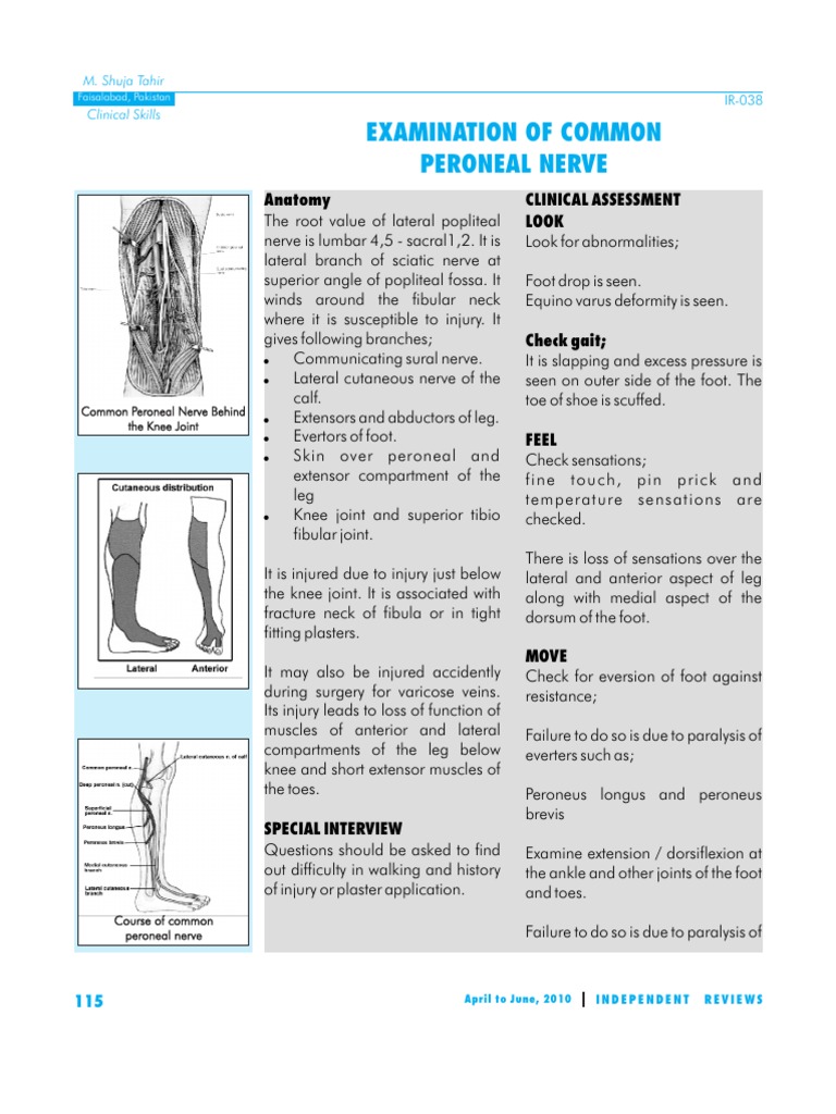 Ir-038 Examination of Common Peroneal Nerve | PDF | Foot | Ankle