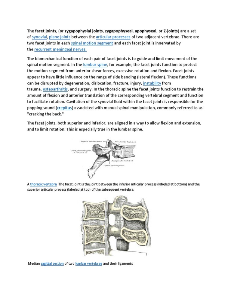 Facet Joint Function and Injuries | PDF