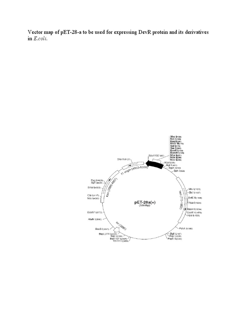 Vector Map of pET | PDF
