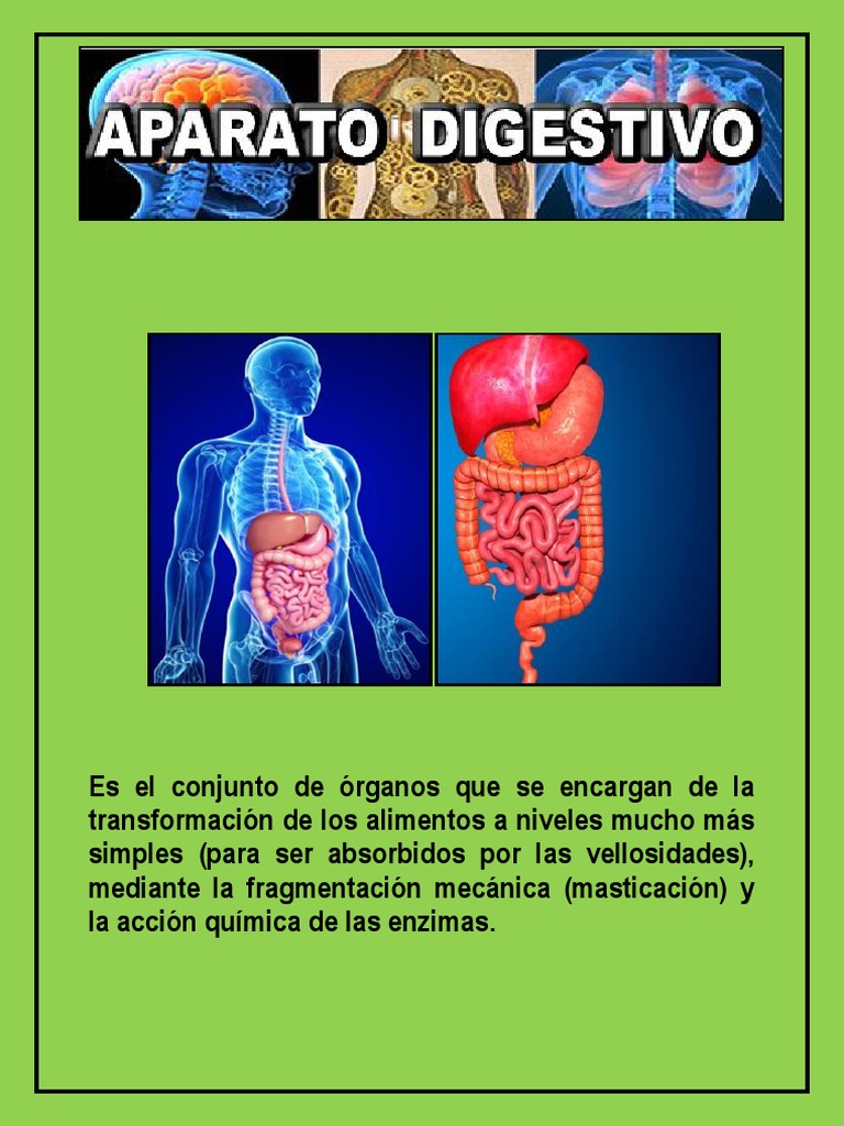Digestivo Diapositiva-3 | PDF | Digestión | Sistema digestivo humano