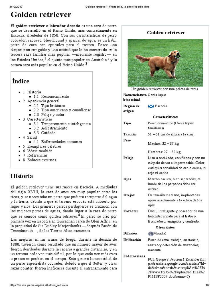 Golden Retriever - Wikipedia, La Enciclopedia Libre | PDF | Golden ...