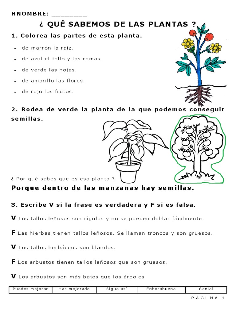 EXAMEN PLANTAS solución