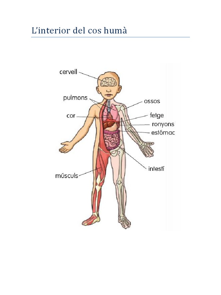 El Cos Huma - Òrgans, Ossos I Músculs + Fitxes Activitats | PDF
