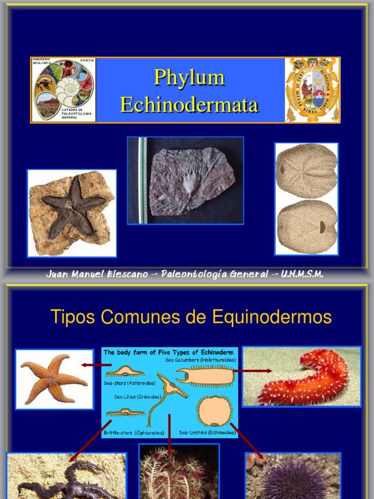 Phylum Echinodermata | PDF | Naturaleza