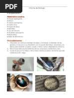 Anatomía del Ojo Bovino y Sus Partes | PDF | Ojo humano | Ojo