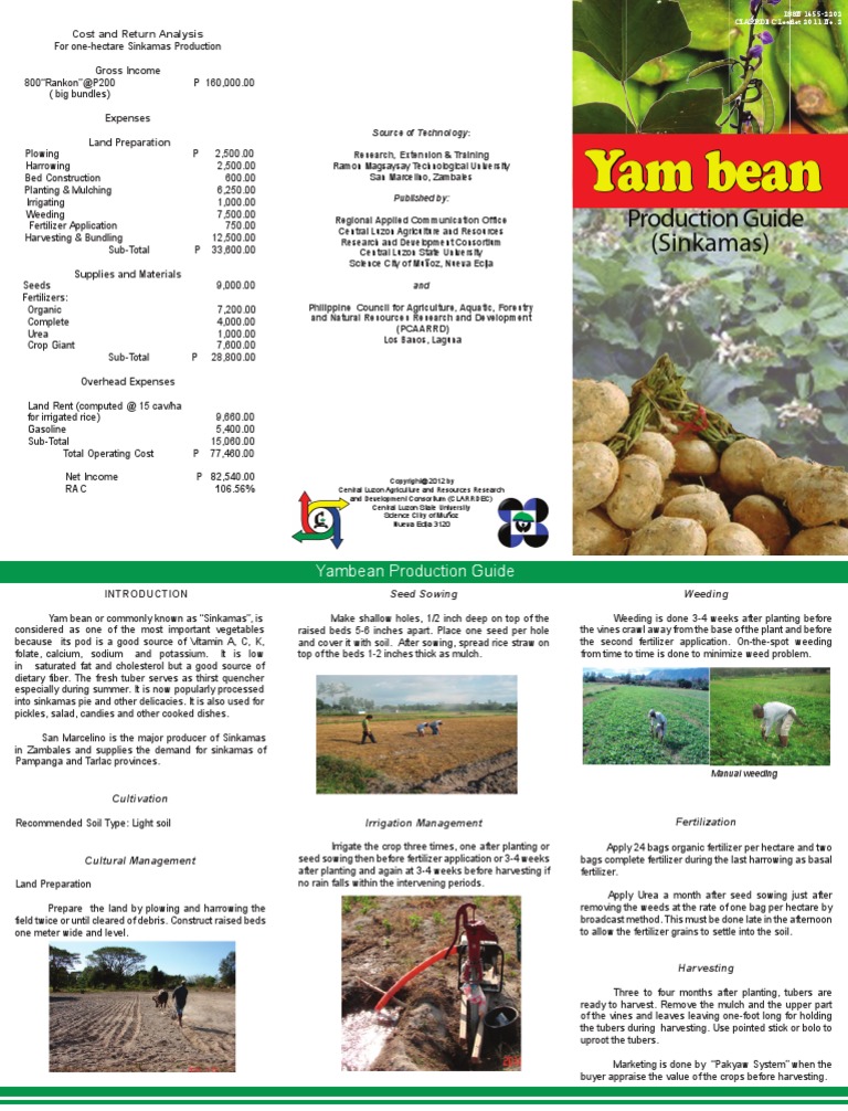 Yam Bean Production | Sowing | Fertilizer
