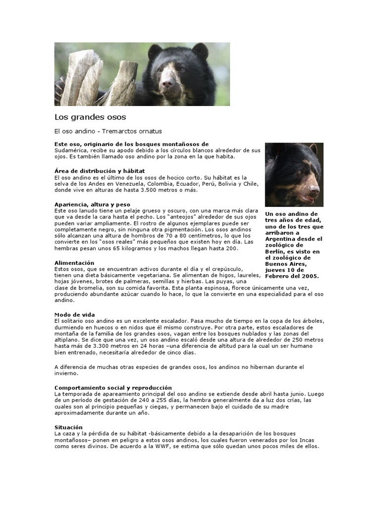 Oso Frontino | PDF | Osos | Organismos