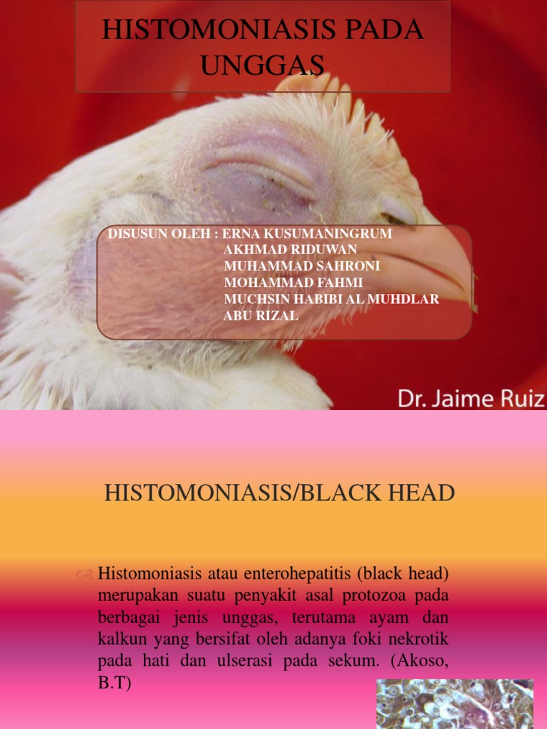 Histomoniasis Pada Unggas R | PDF