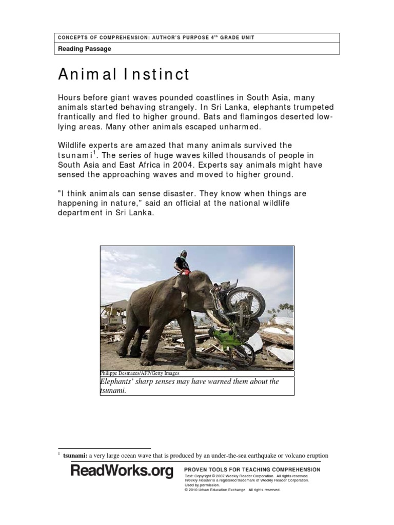 Animal Instinct 990 Passage and Questions | PDF | Tsunami | Elephant