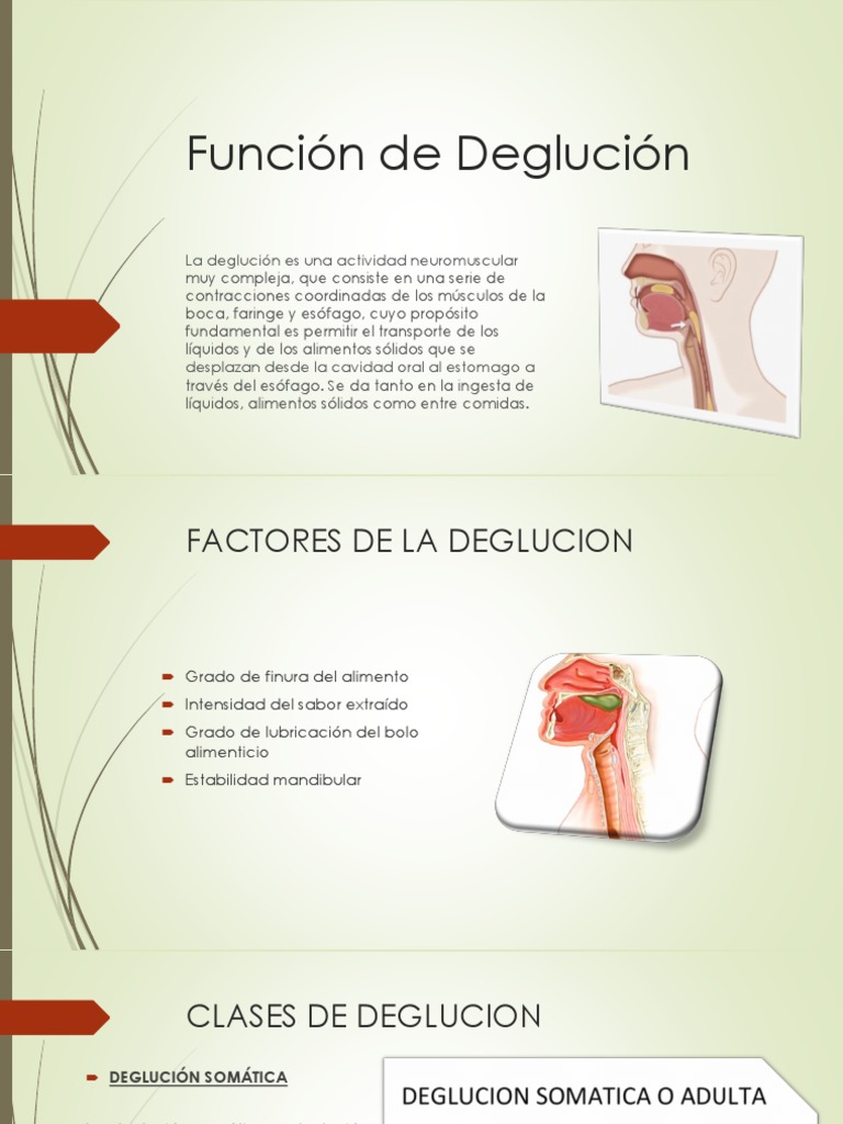 Fases de La Deglucion | Esófago | Órgano (anatomía) | Prueba gratuita ...