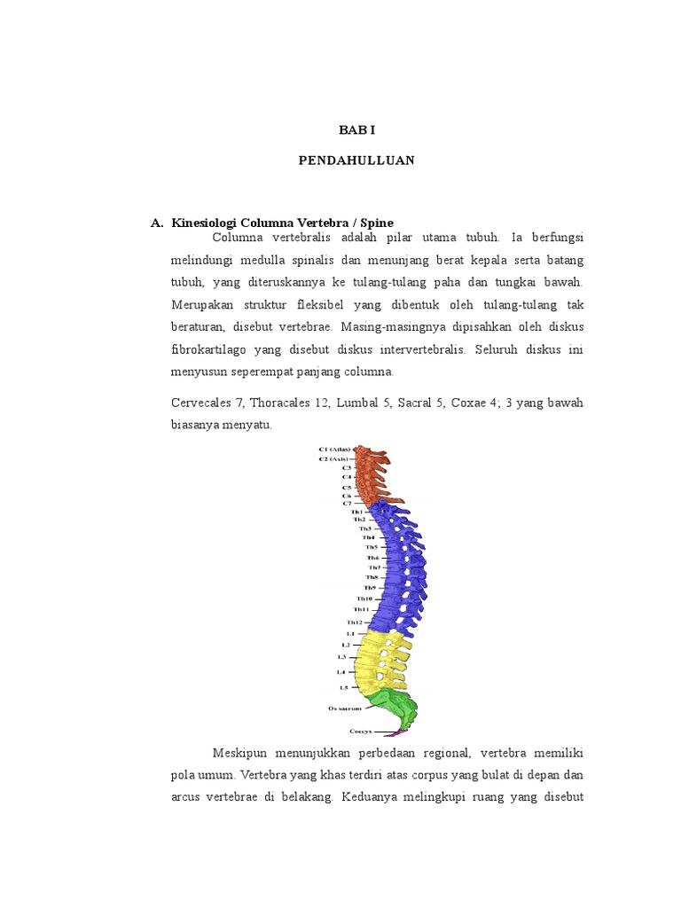 Anatomi Lumbal Dan Servikal | PDF