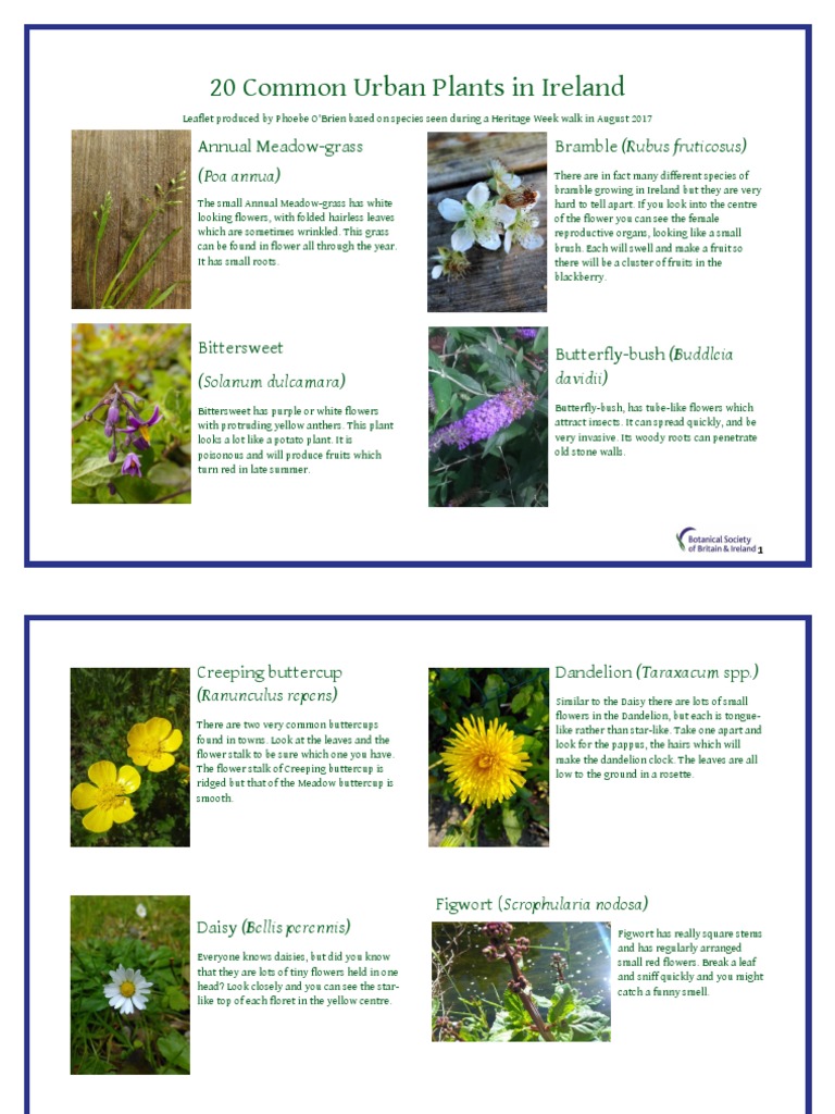 20 Common Urban Plants in Ireland | PDF | Flowers | Ethnobotany