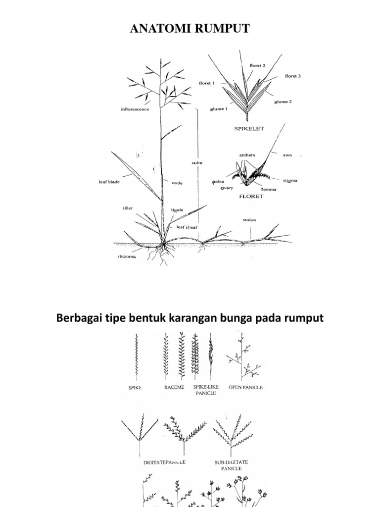 Anatomi Rumput | PDF | Seni