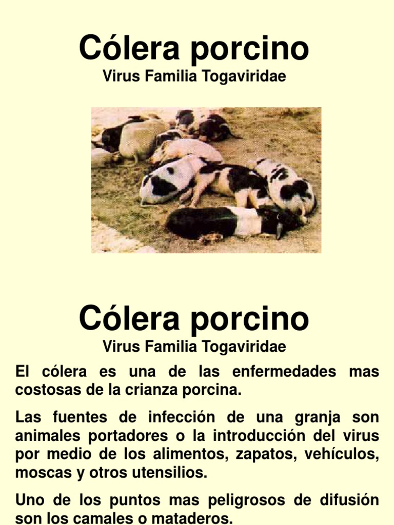 Síntomas y control del cólera porcino | PDF | Cerdo doméstico | Cólera