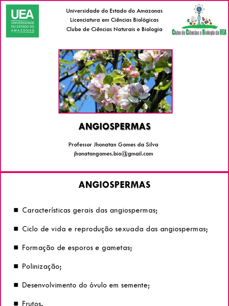 3º Ano - Angiospermas | PDF | Flores | Semente