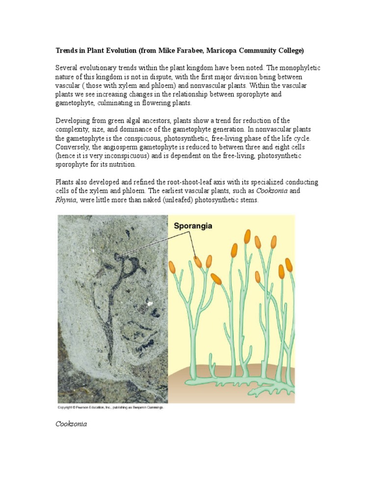 Key Trends in Plant Evolution | PDF | Plants | Fern