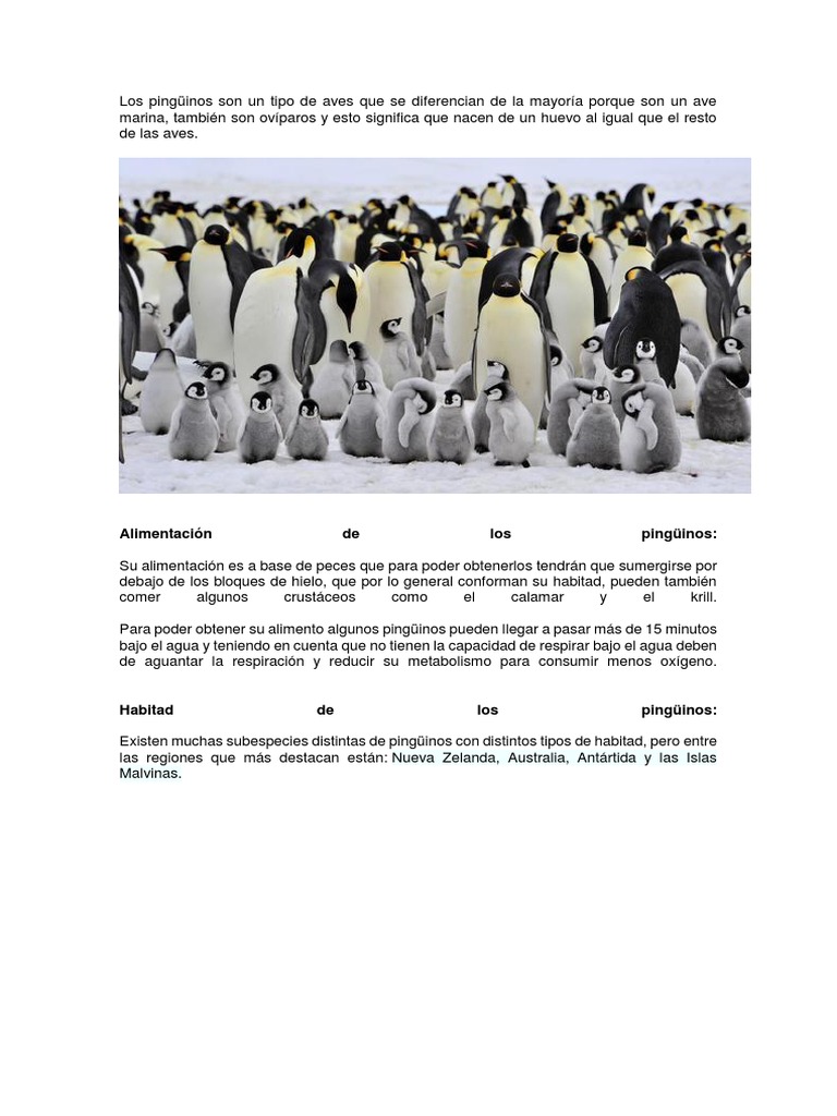Los Pingüinos | Descargar gratis PDF | Pingüino | Aves