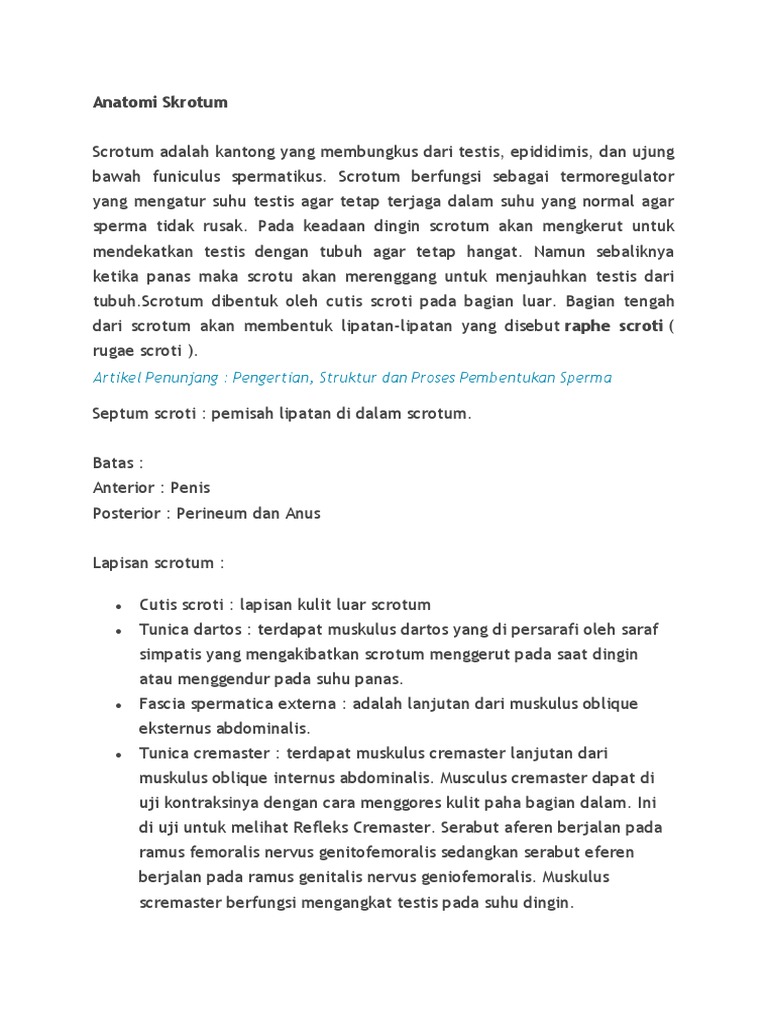 Anatomi Skrotum | PDF
