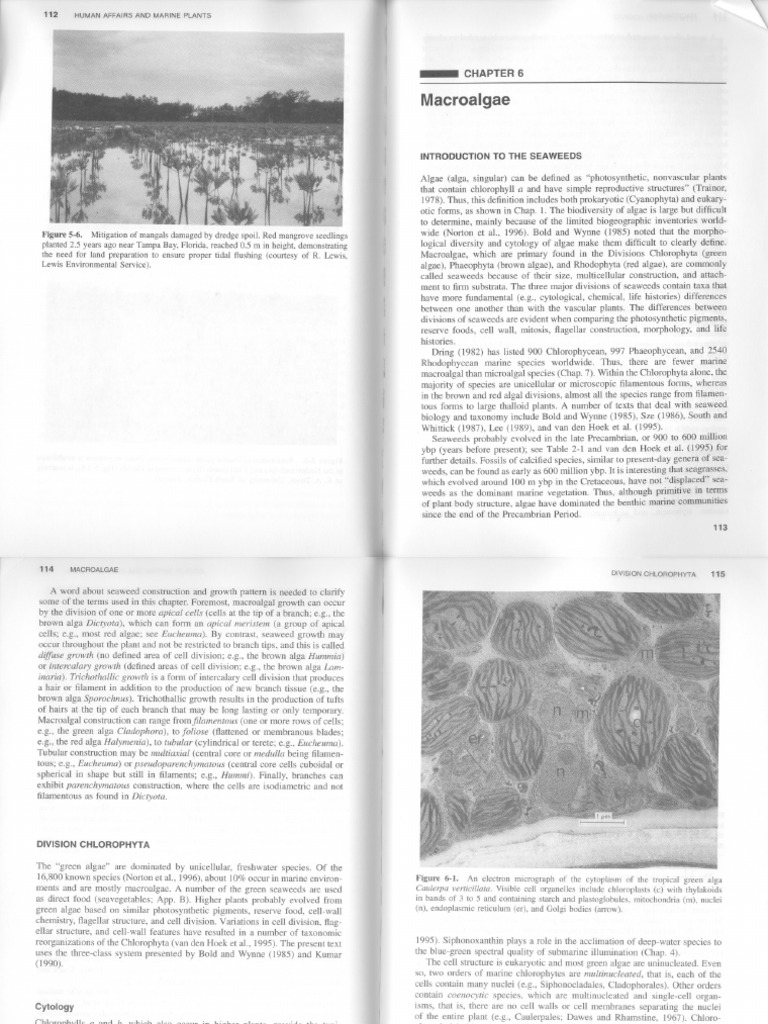 Understanding Marine Macroalgae | PDF | Mitosis | Algae