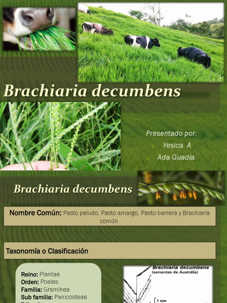 Características del Brachiaria Decumbens | PDF | Zona tropical | Proteínas