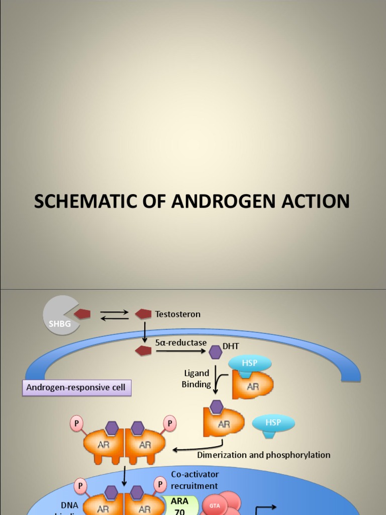 Androgen Action Schematic Overview | PDF