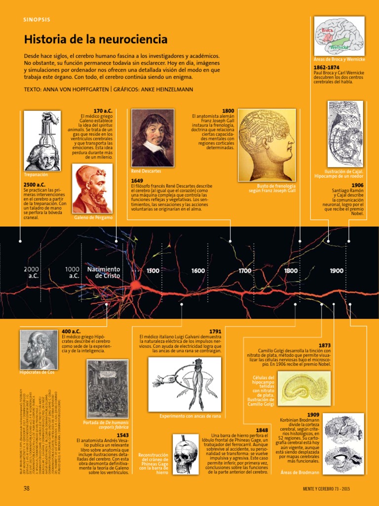 Sinopsis Neurociencias | PDF | Neurociencia | Cerebro