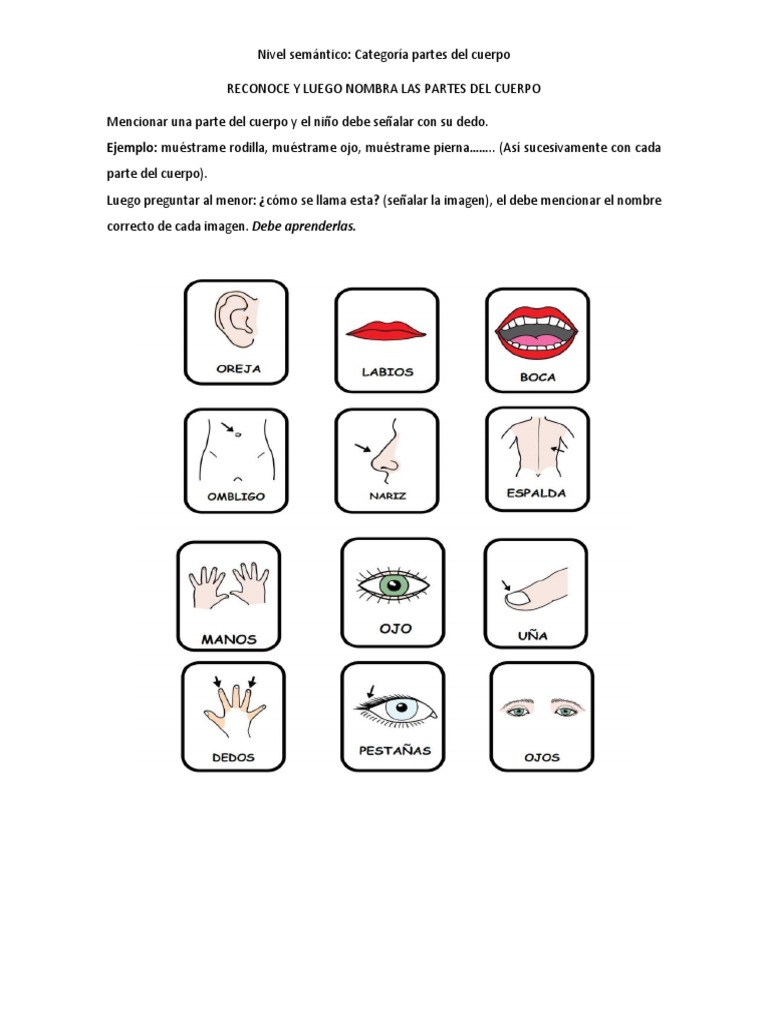 Reconoce y Luego Nombra Las Partes Del Cuerpo | PDF