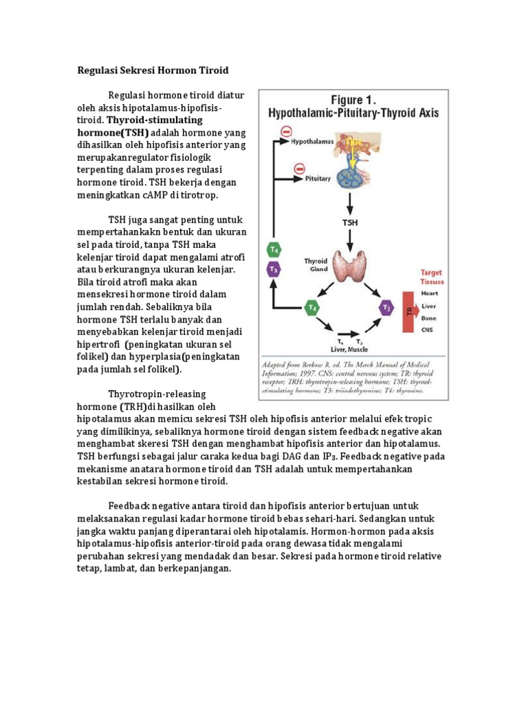 Regulasi Sekresi Hormon Tiroid | PDF