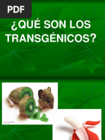 Semillas Transgénicas | PDF | Organismo genéticamente modificado | Plásmido