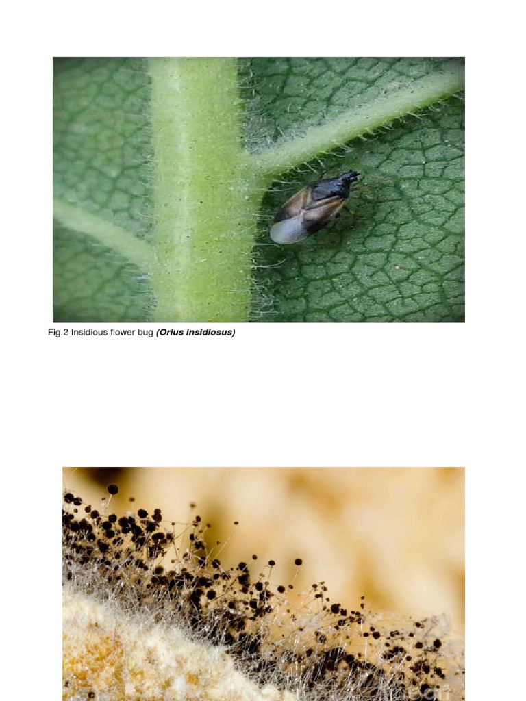 Fig.2 Insidious Flower Bug (Orius Insidiosus) | PDF