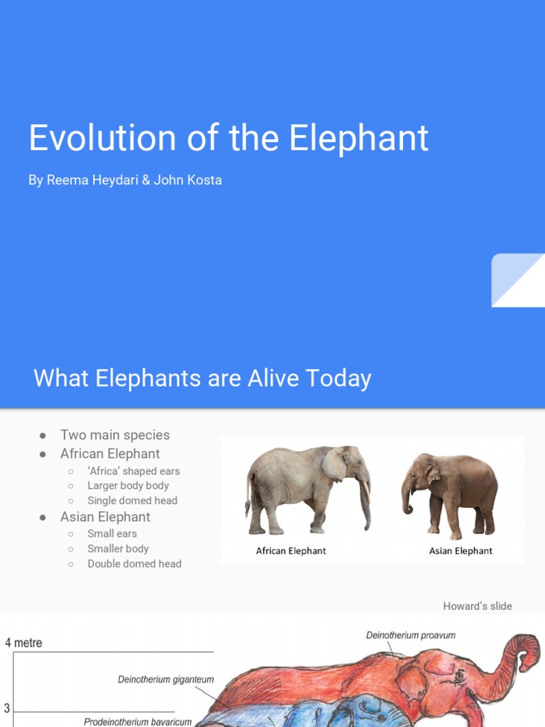 Evolution of The Elephant | PDF | Elephant | Proboscideans