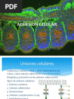 4.12 Estructura y Funcion de Los Glucolipidos, Cerebrosidos | PDF ...