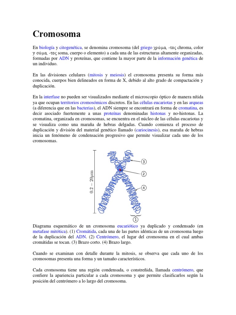 Cromosoma | PDF | Cromosoma | Mitosis