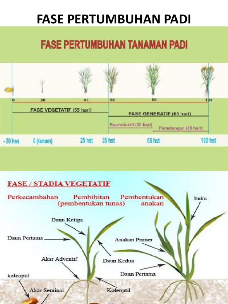 Fase Pertumbuhan Padi