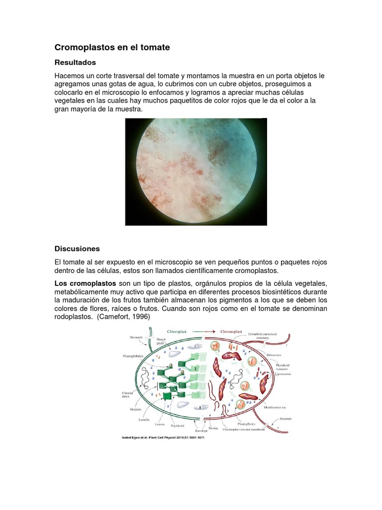 Cromoplastos en El Tomate | Biología | Science