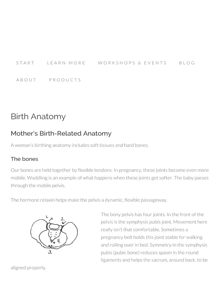 Birth Anatomy | PDF | Pelvis | Uterus