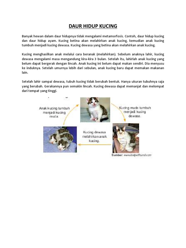 Daur Hidup Kucing | PDF