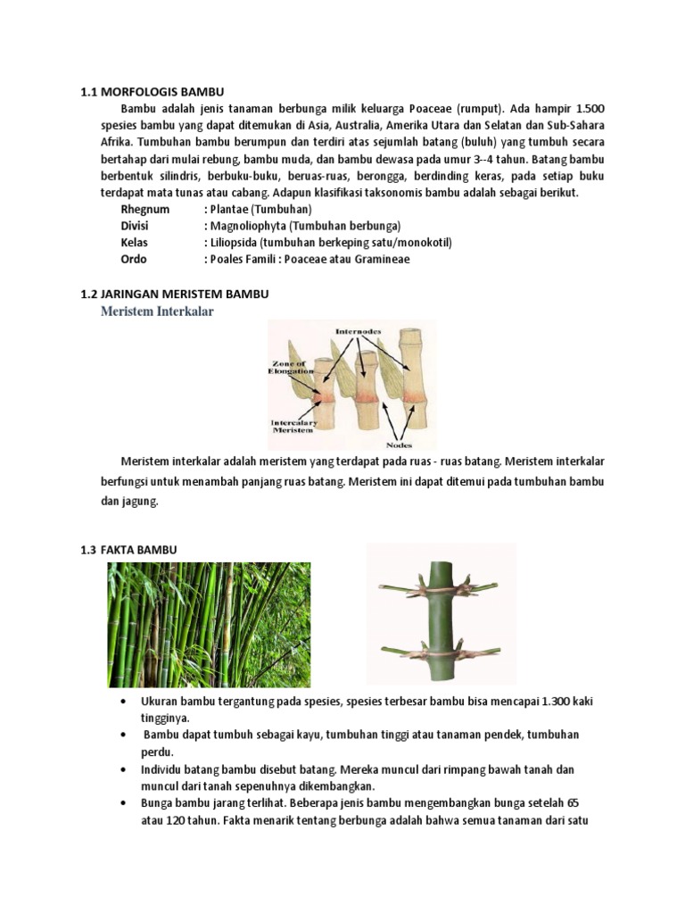 Bambu | PDF