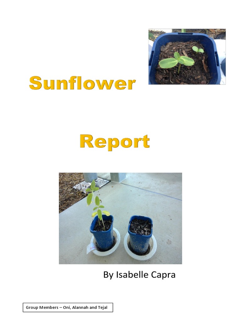 Sunflower Report | PDF | Soil | Experiment
