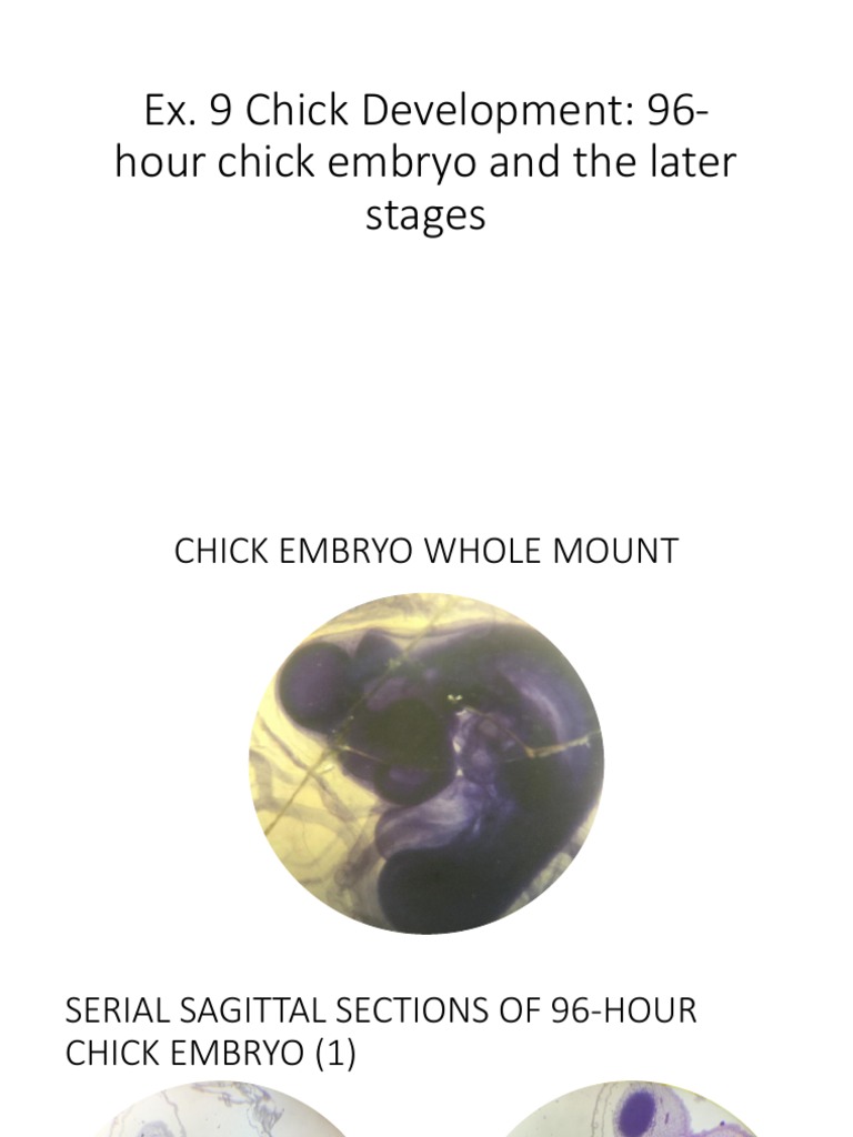 The Development of a Chick Embryo from 96 Hours to Hatching: A Study ...