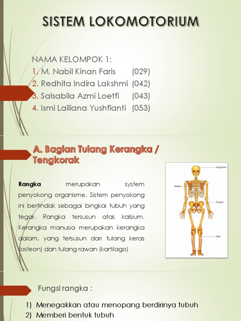 Kel. 1 Sistem Lokomotorium | PDF