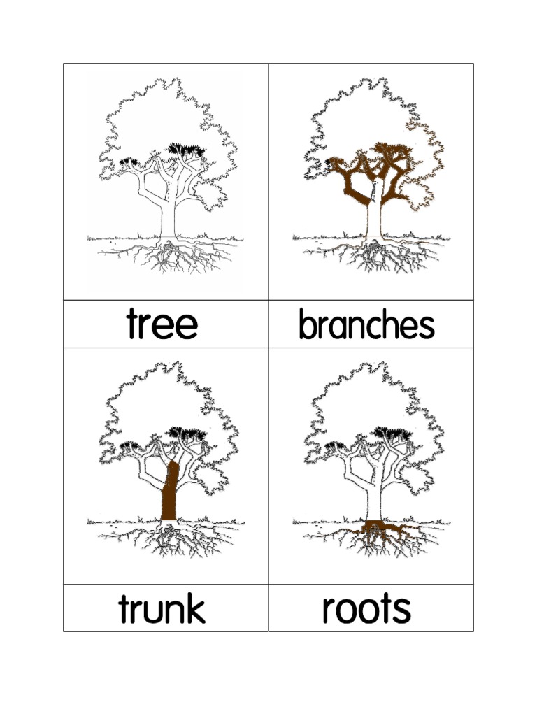 Tree Nomenclature Cards | PDF