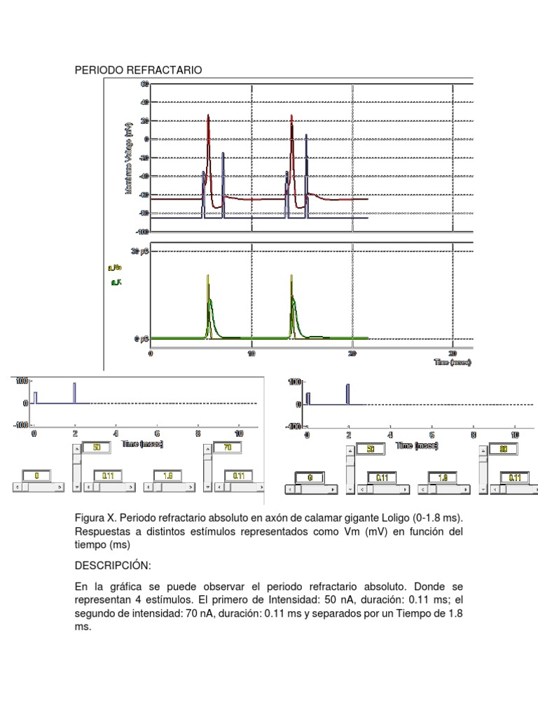 PERIODO REFRACTARIO | Potencial de acción | Sistema nervioso