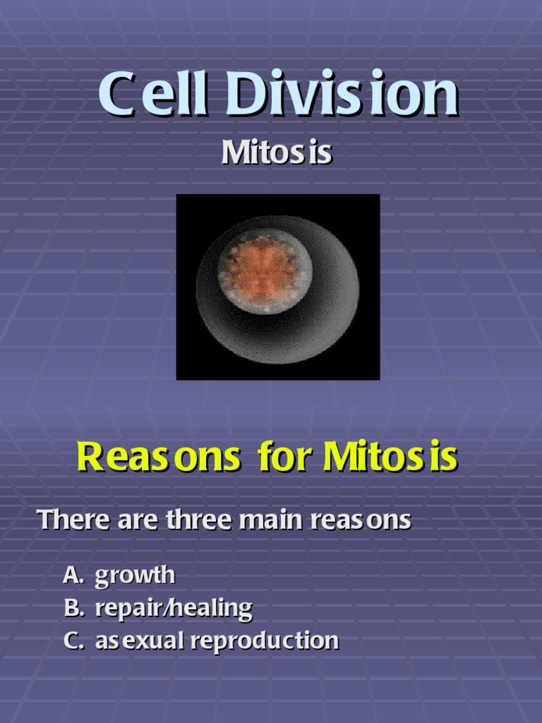 Mitosispowerpoint 120120121549 Phpapp01 | PDF | Ploidy | Organisms